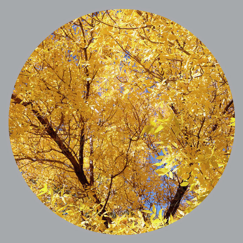 Yellow Fall Color – The Siebenthaler Company