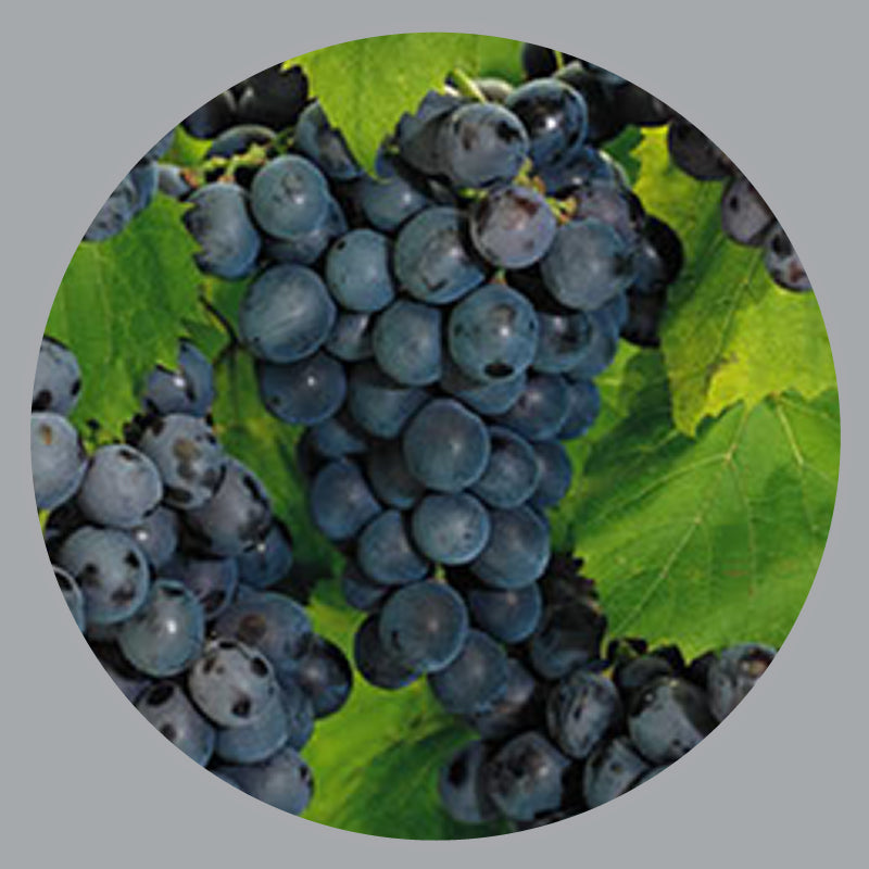 Vining Fruits – The Siebenthaler Company