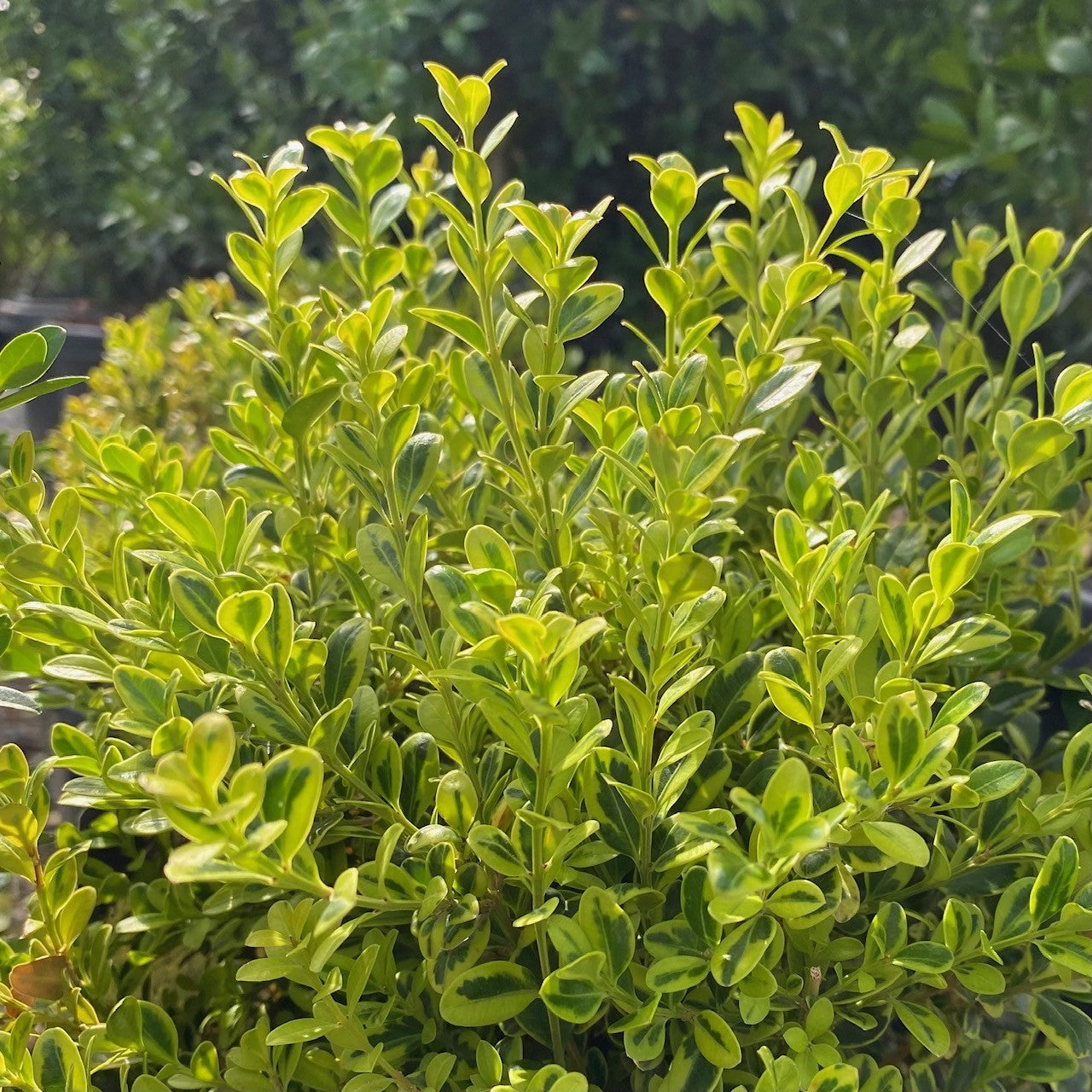 Buxus m Golden Dream #3 – The Siebenthaler Company