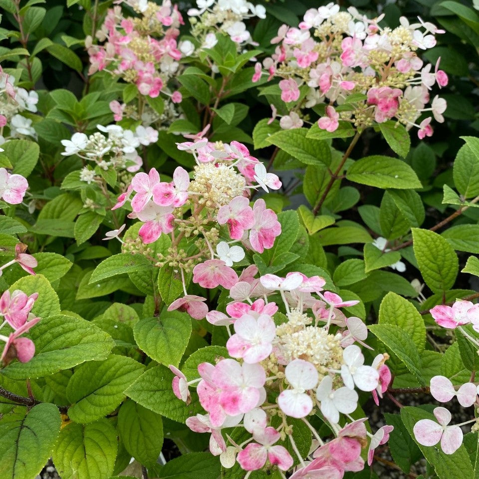 Hydrangea pan Little Quick Fire #3 – The Siebenthaler Company