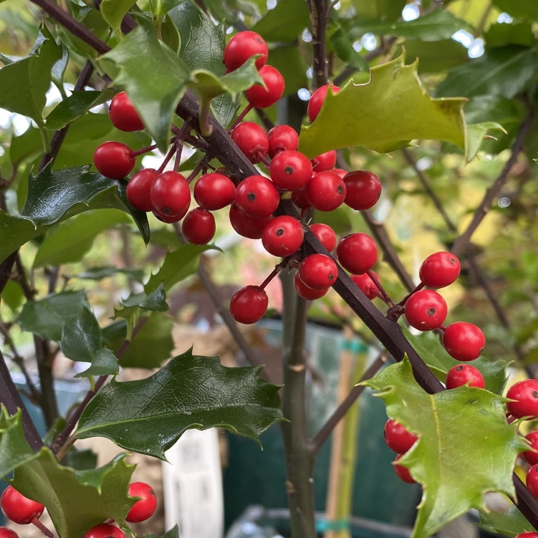 Ilex x Blue Princess #3 – The Siebenthaler Company