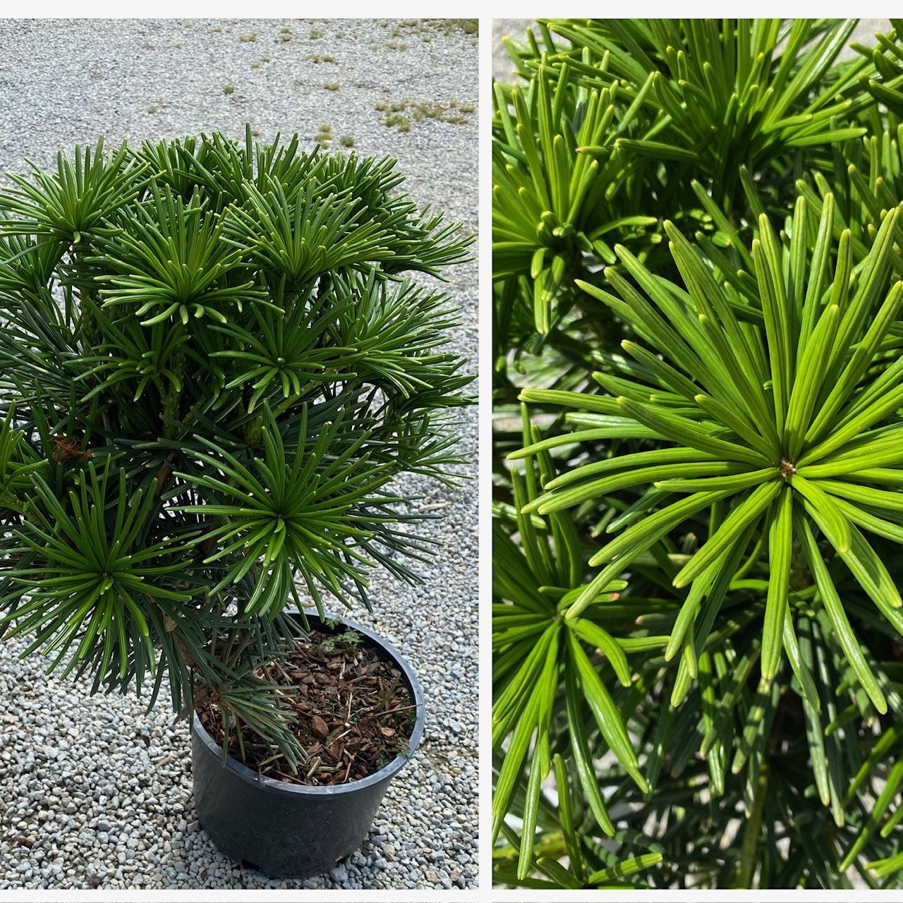 Sciadopitys vert Green Star #3 – The Siebenthaler Company